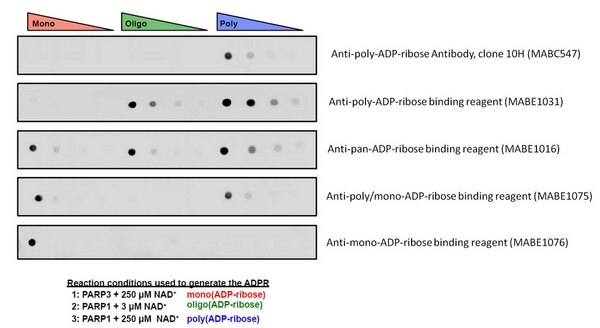 Anti-mono- and poly-ADP-ribose binding reagent | MABE1075